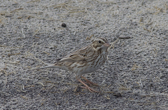 Savannah Sparrow