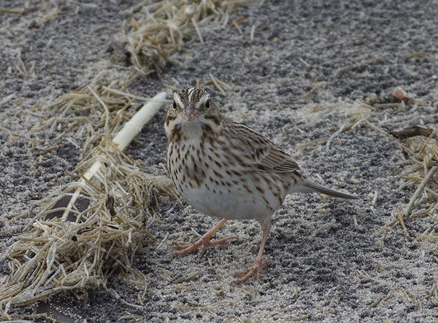 Savannah Sparrow