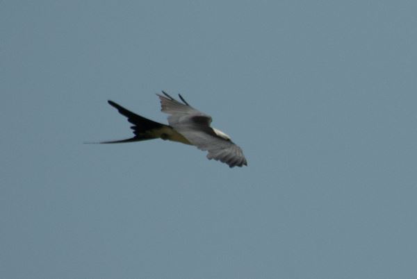 Swallow-tailed Kite
