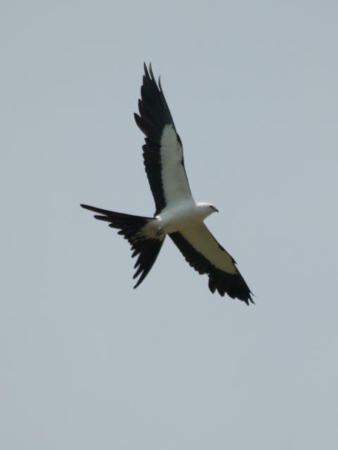 Swallow-tailed Kite