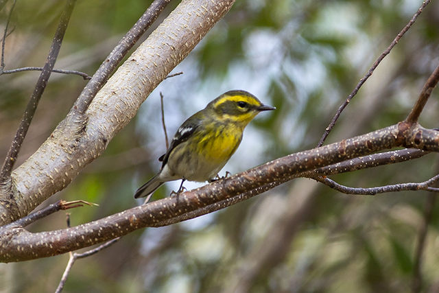 Townsend's Warbler