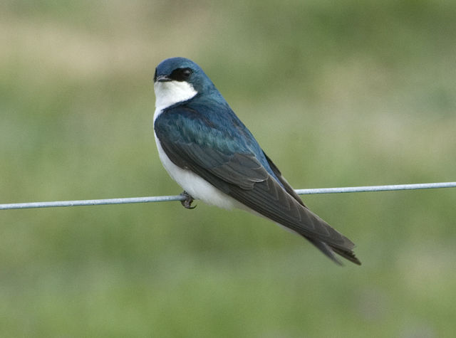 Tree Swallow