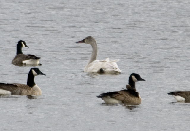 Tundra Swan