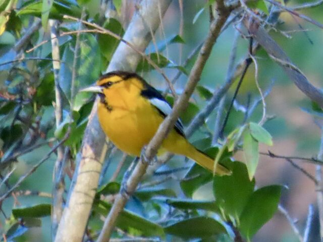 Bullock's Oriole