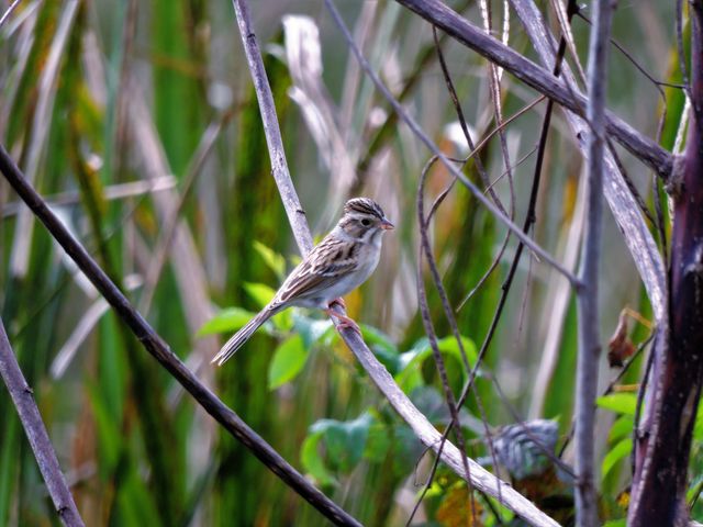 Clay-colored Sparrow