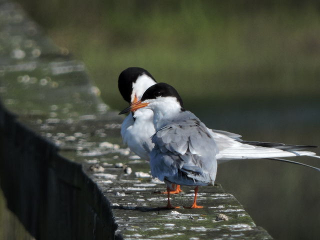 Forster's Tern