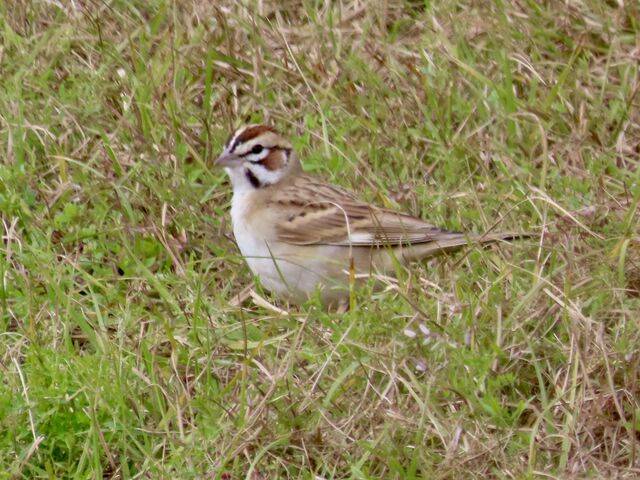 Lark Sparrow