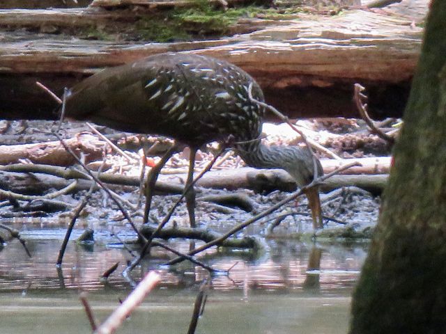 Limpkin