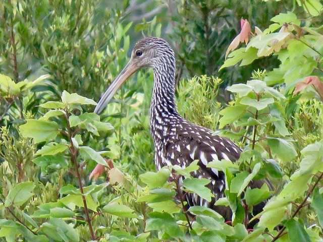 Limpkin