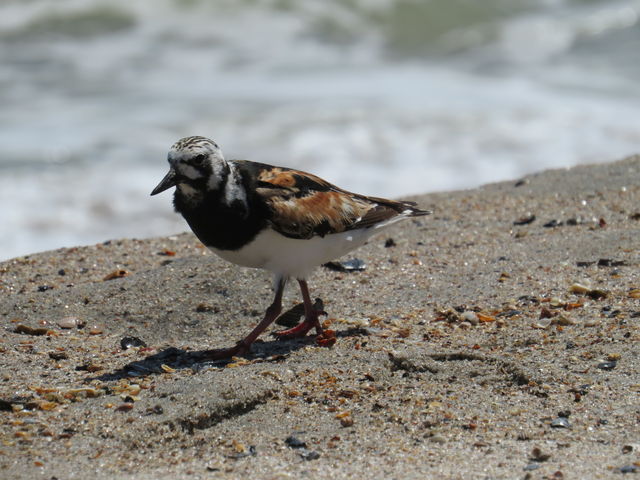 Ruddy Turnstone