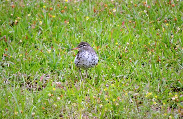 Spotted Sandpiper