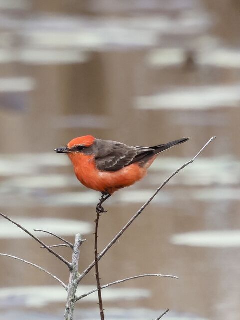 Vermilion Flycatcher