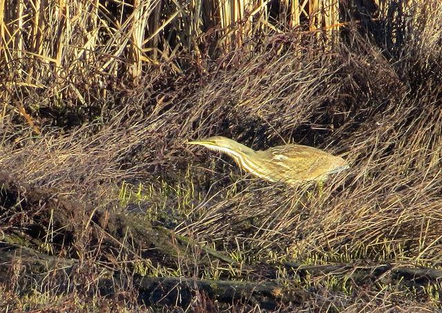 American Bittern