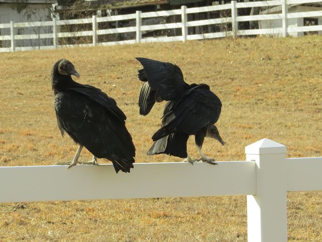 Black Vultures