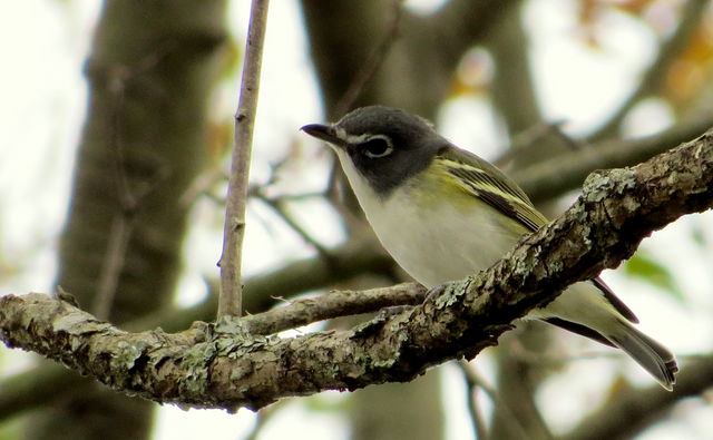 Blue-headed Vireo