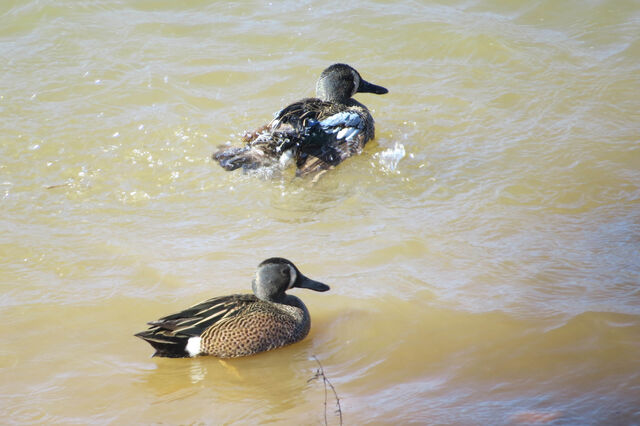 Blue-winged Teal