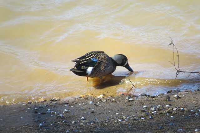 Blue-winged Teal