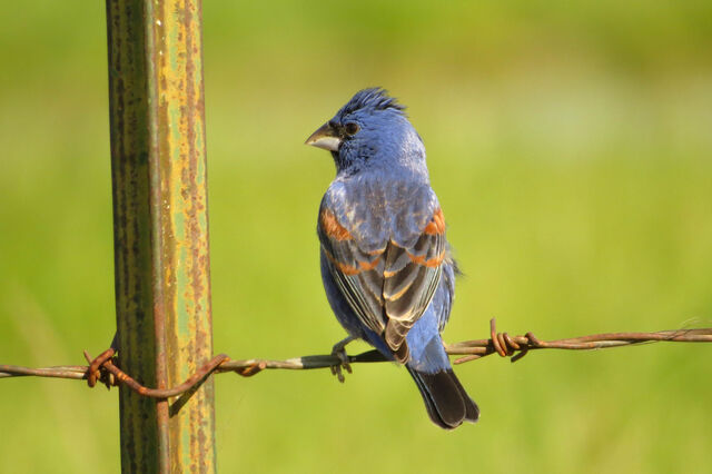 Blue Grosbeak