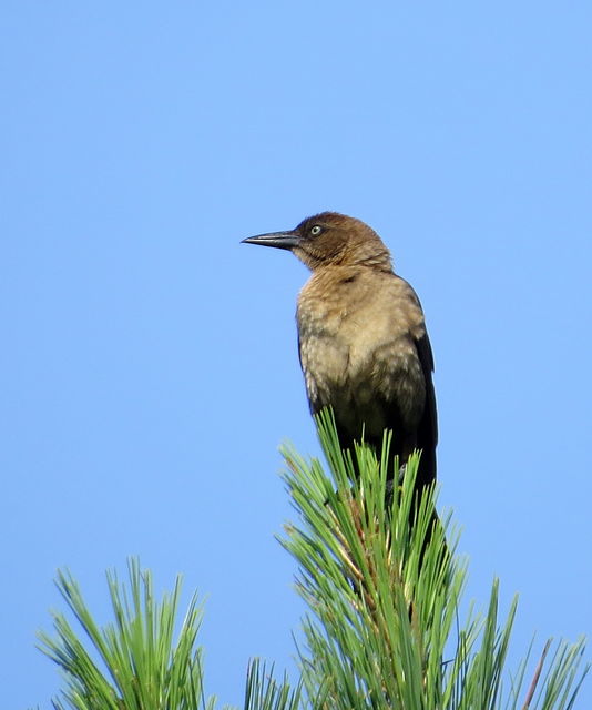Boat-tailed Grackle