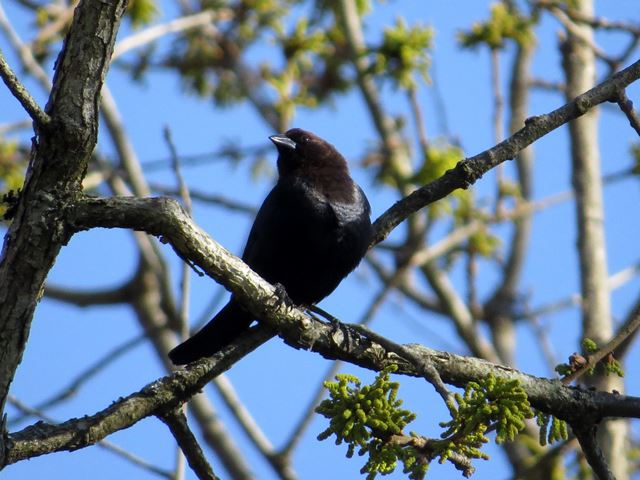 Brown-headed Cowbird