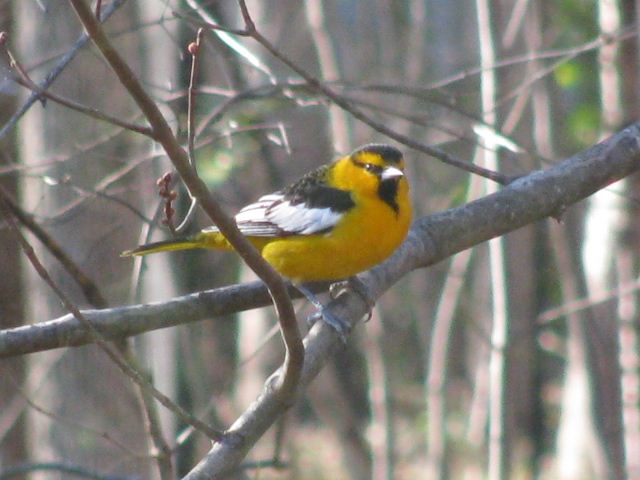 Bullock's Oriole