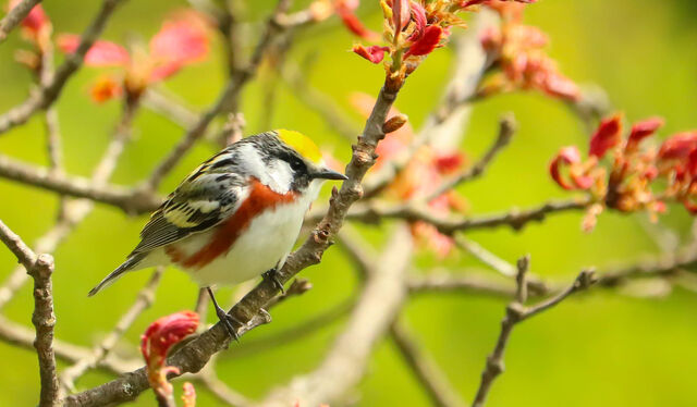 Chestnut-sided Warbler