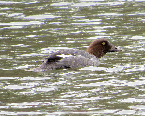 Common Goldeneye