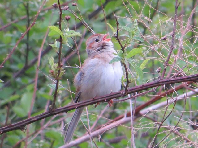 Field Sparrows