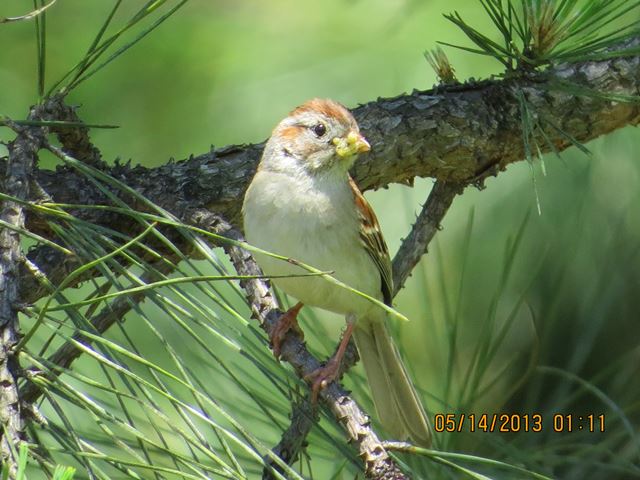 Field Sparrows