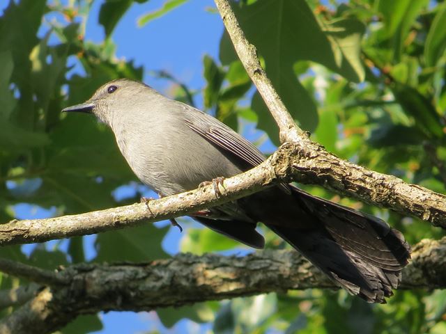 Gray Catbirds