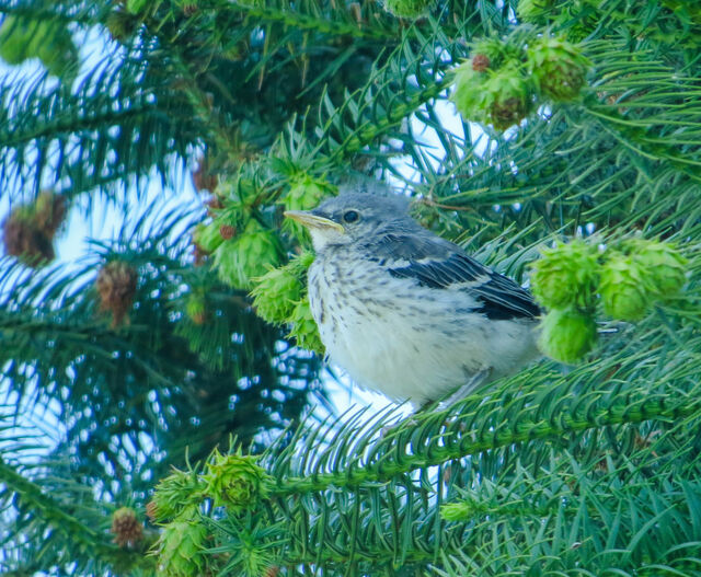 Northern Mockingbird