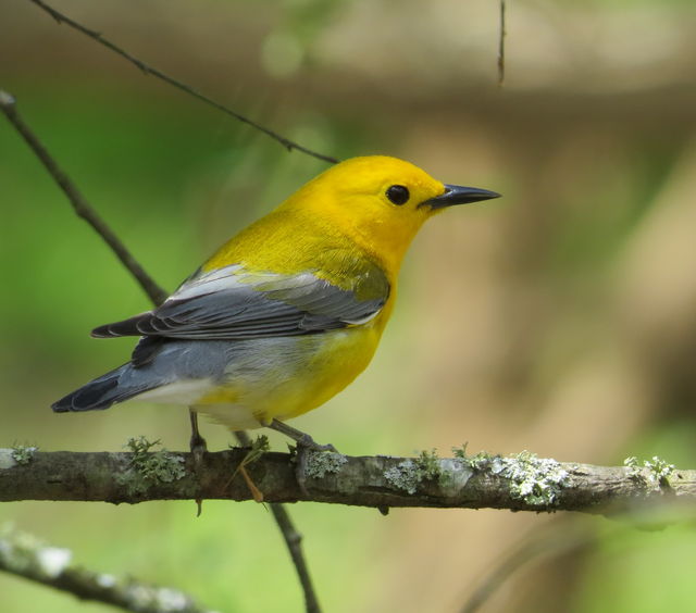 Prothonotary Warbler