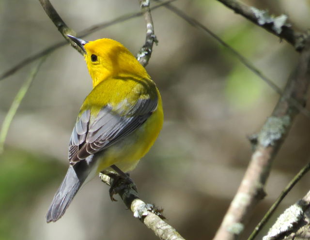 Prothonotary Warbler