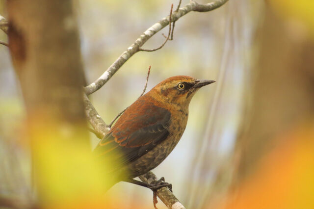 Rusty Blackbird