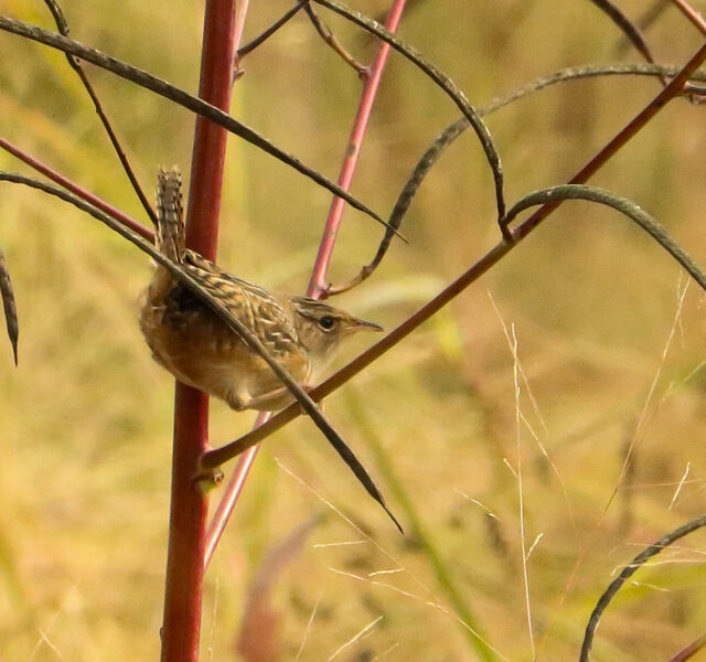 Sedge Wren