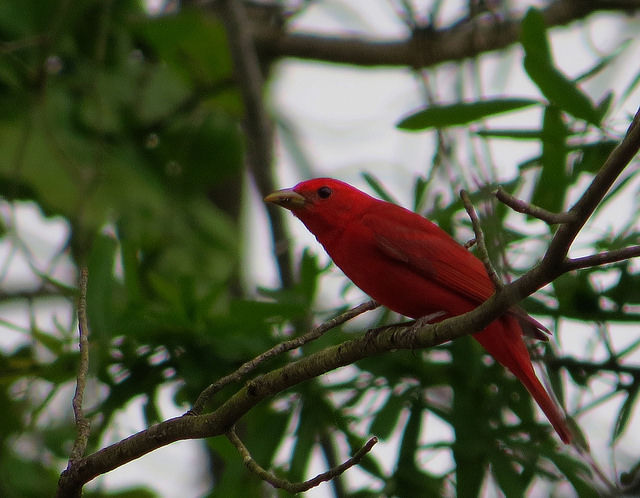 Summer Tanager