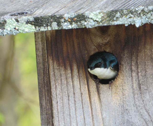 Tree Swallow