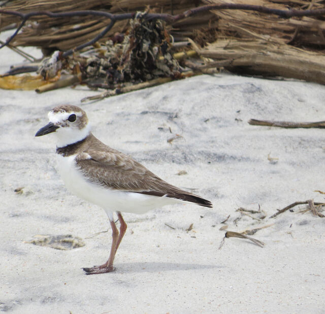 Wilson's Plover