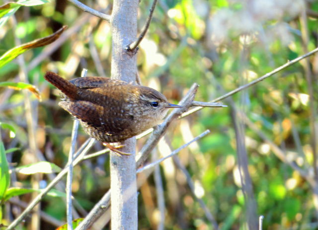 Winter Wren