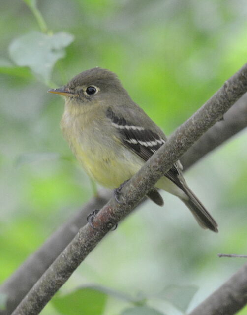 Yellow-bellied Flycatcher