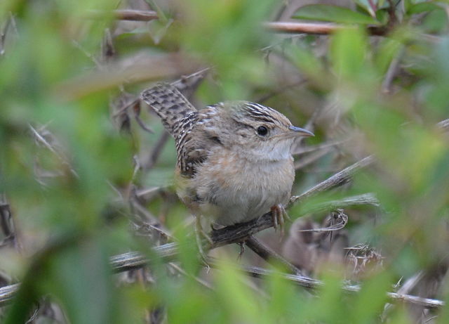 Sedge Wren