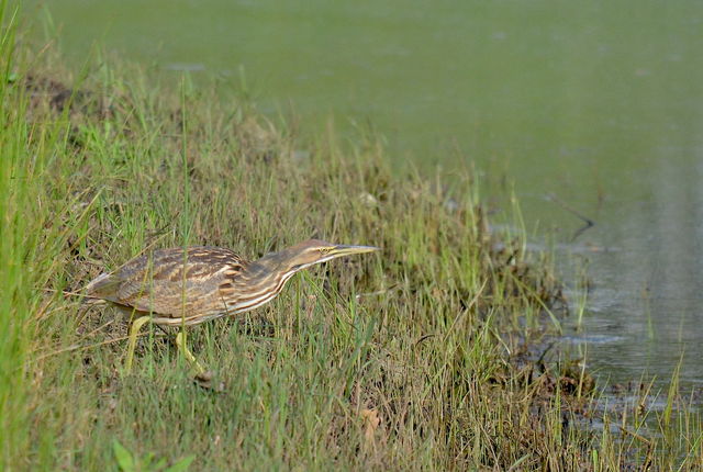 American Bittern