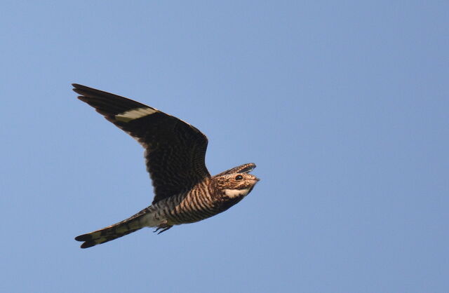 Common Nighthawk