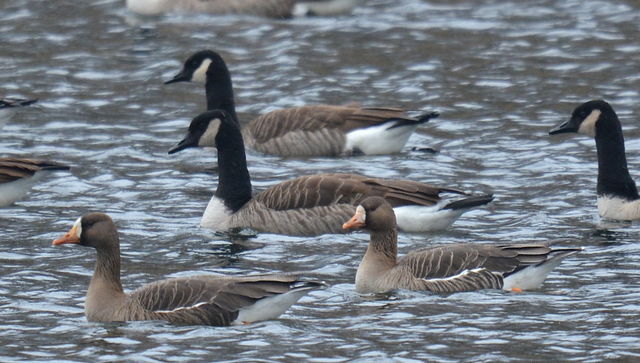 Greater White-fronted Goose