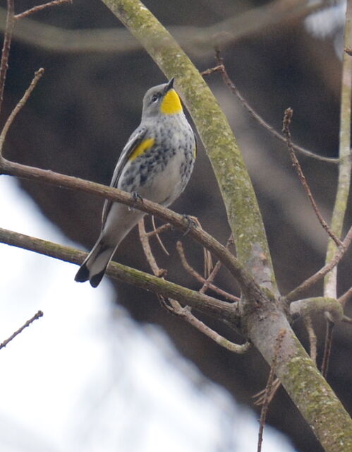 Yellow-rumped Warbler
