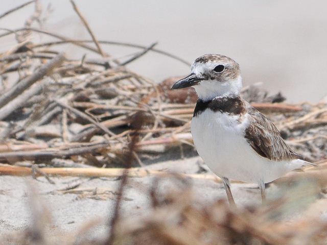 Wilson's Plover