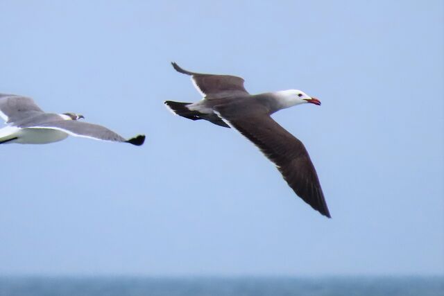Heermann's Gull