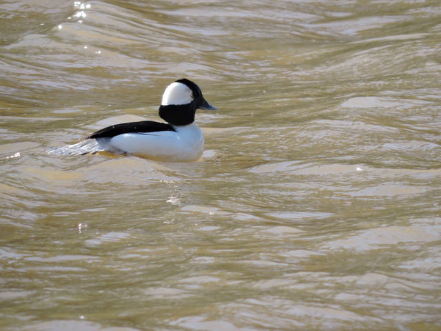 Bufflehead