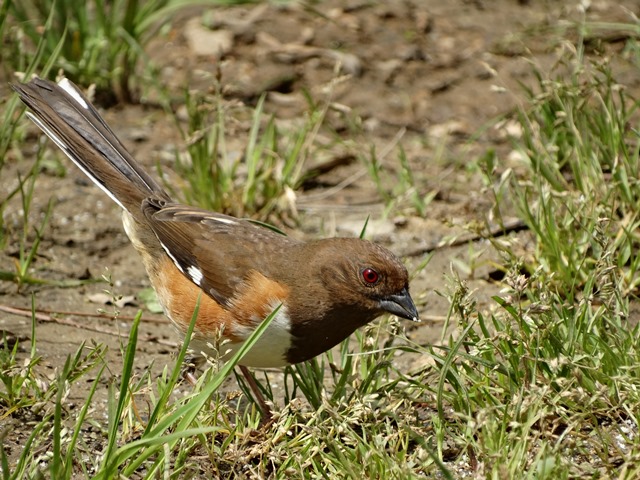 Eastern Towhee