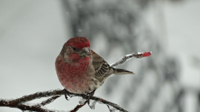 House Finch